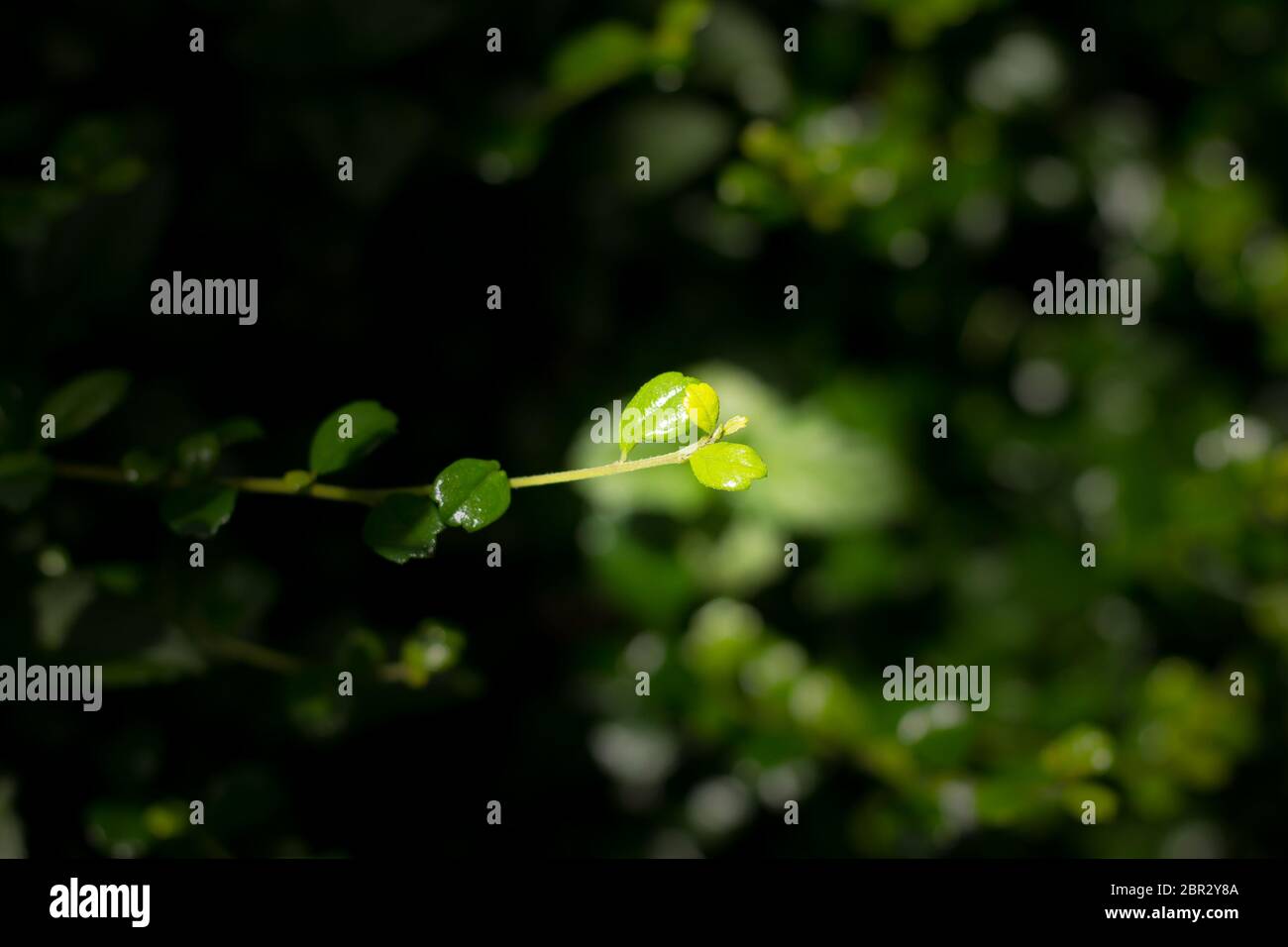 Golden dew drop duranta repens hi-res stock photography and images - Alamy