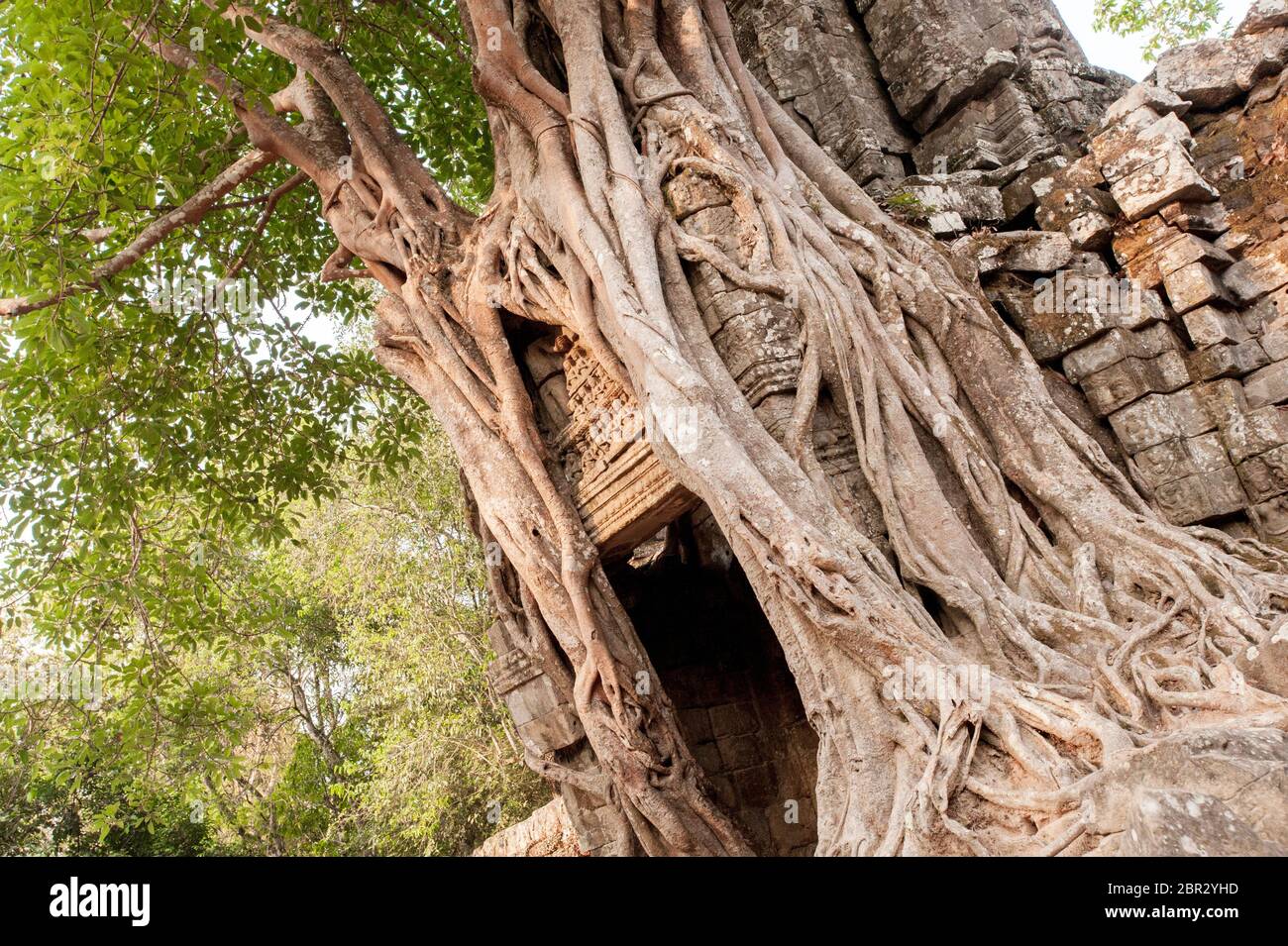 A Strangler Fig tree covers the Ta Som Temple entrance Tower. Angkor ...