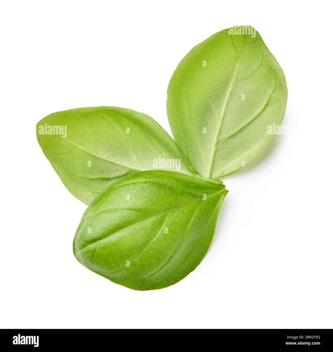 Top view fresh basil hi-res stock photography and images - Alamy