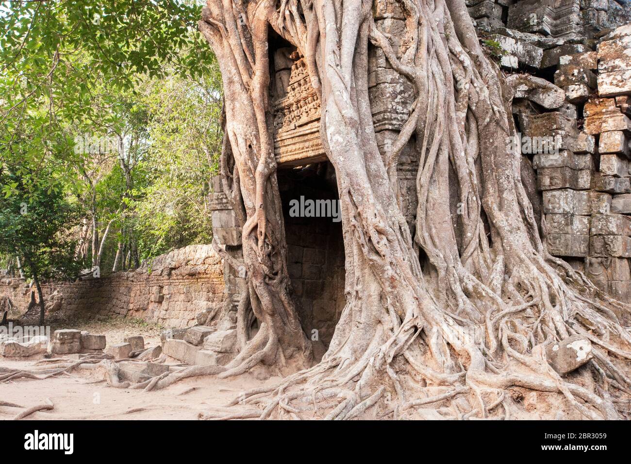 A Strangler Fig tree roots cover the Ta Som Temple entrance Tower ...