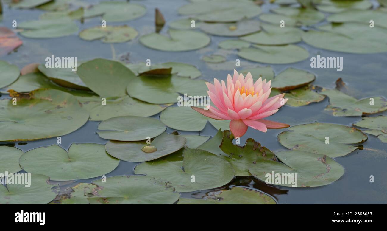 Lotus flower pond Stock Photo - Alamy
