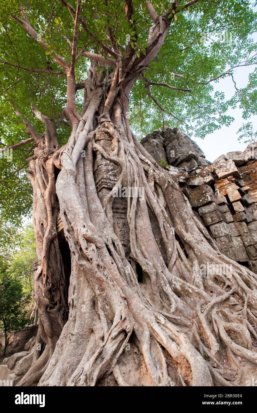 A Strangler Fig tree covers the Ta Som Temple entrance Tower. Angkor ...