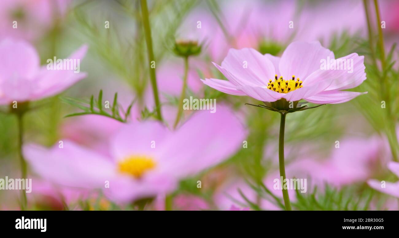 Cosmo flower field Stock Photo - Alamy
