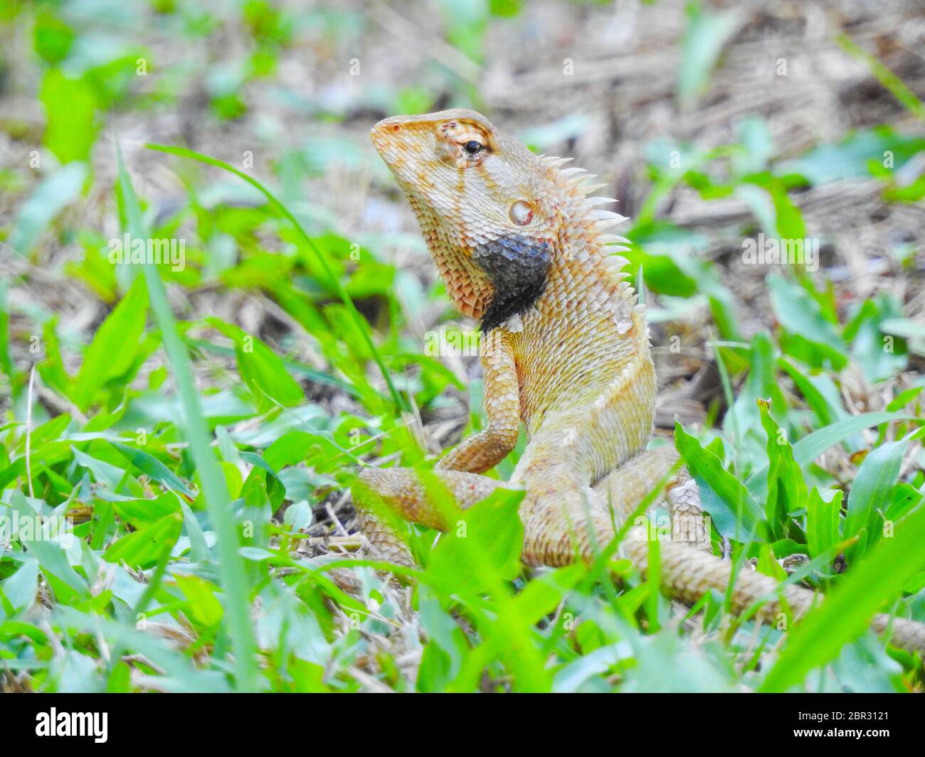 Oriental Garden Lizard sitting on the green grass Stock Photo - Alamy