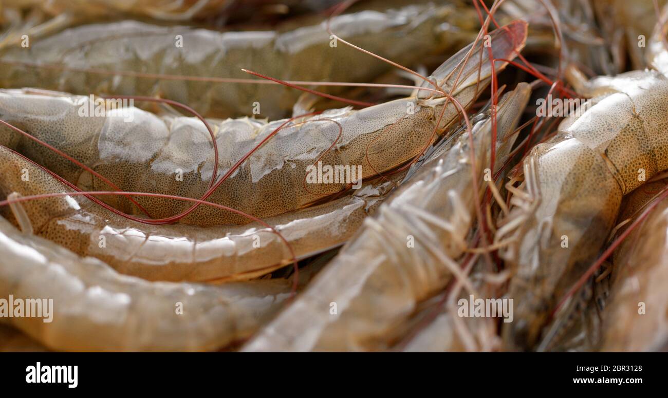 Fresh raw shrimp Stock Photo - Alamy