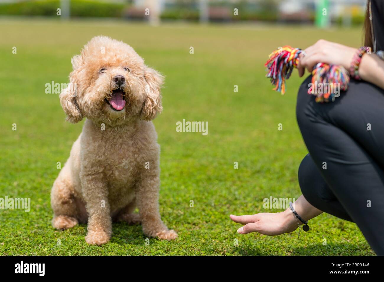 Pet owner train his dog Stock Photo - Alamy