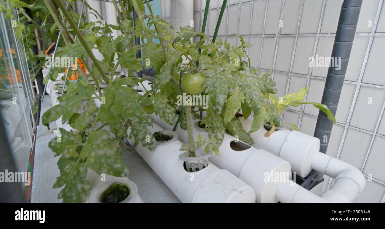 Water pipe farm of tomato Stock Photo - Alamy