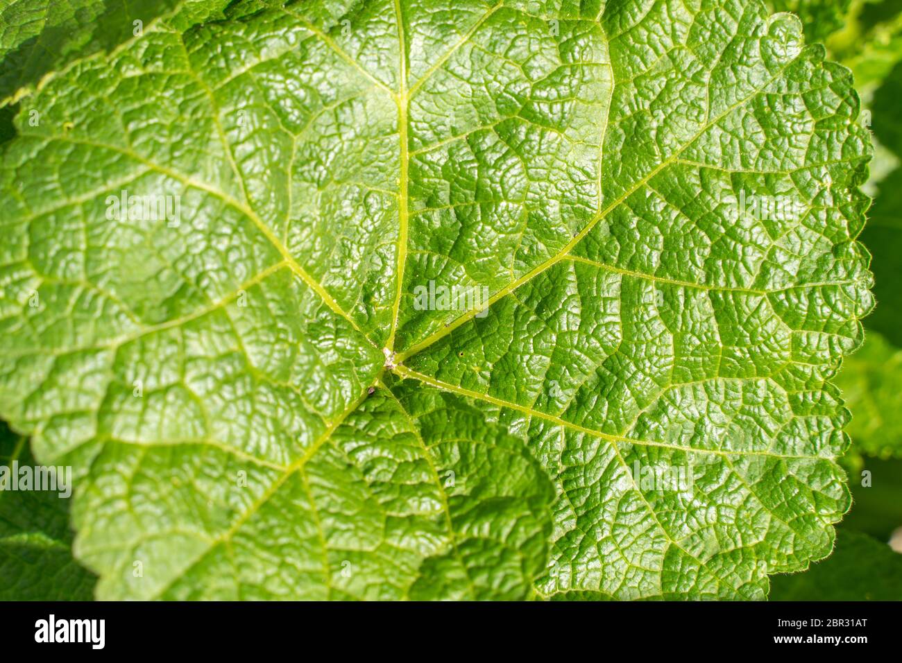 Green natural texture of a young leaf. plant malva Stock Photo - Alamy