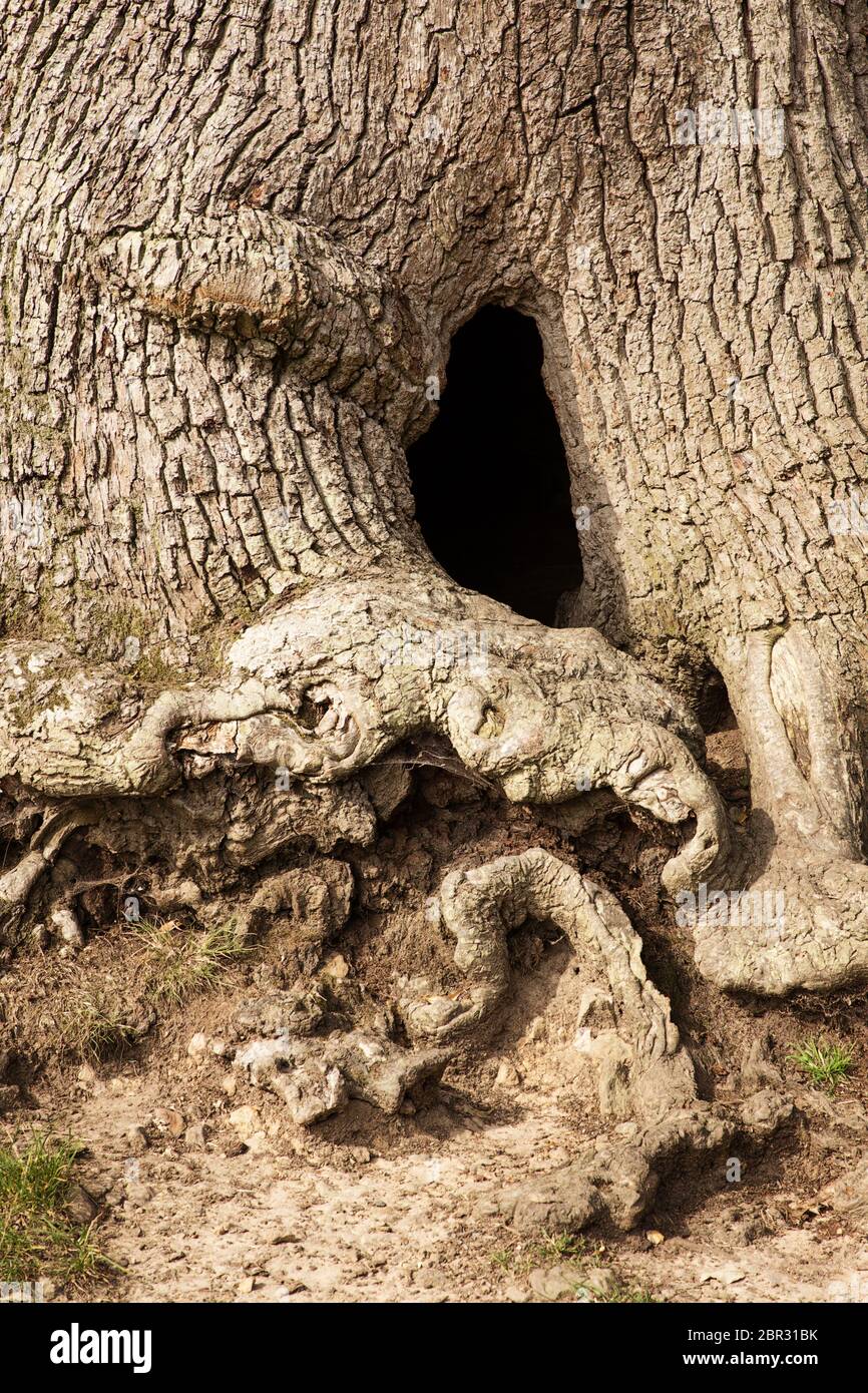 background image of a cavity in a tree Stock Photo - Alamy