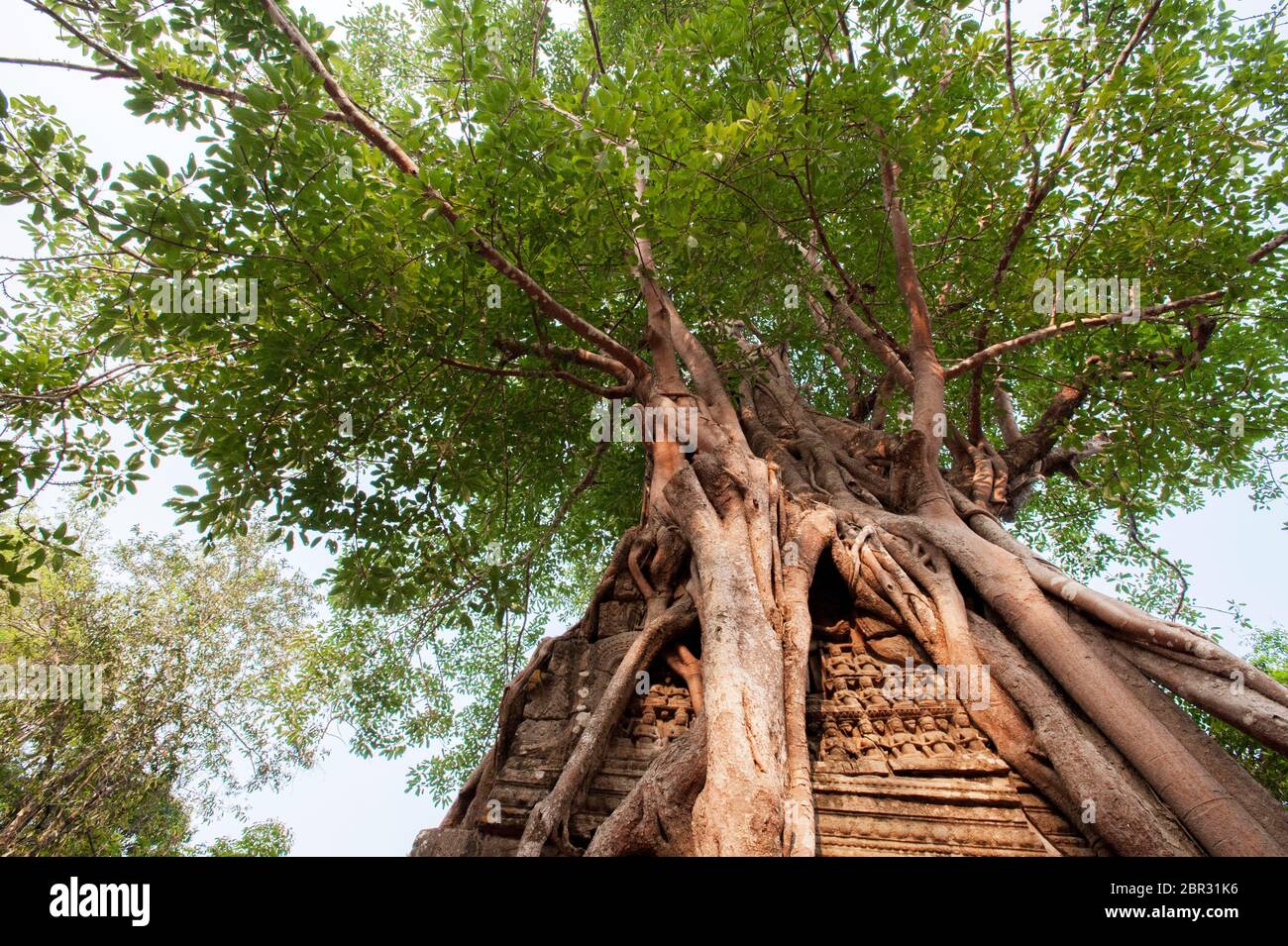 A Strangler Fig tree covers the Ta Som Temple entrance Tower. Angkor ...