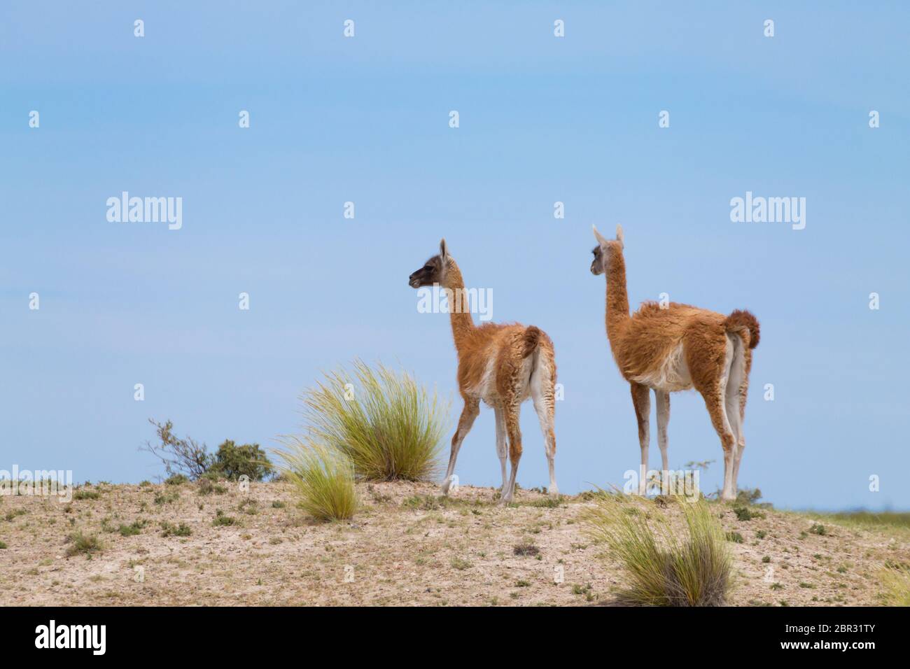Pampas argentina guanaco hi-res stock photography and images - Alamy