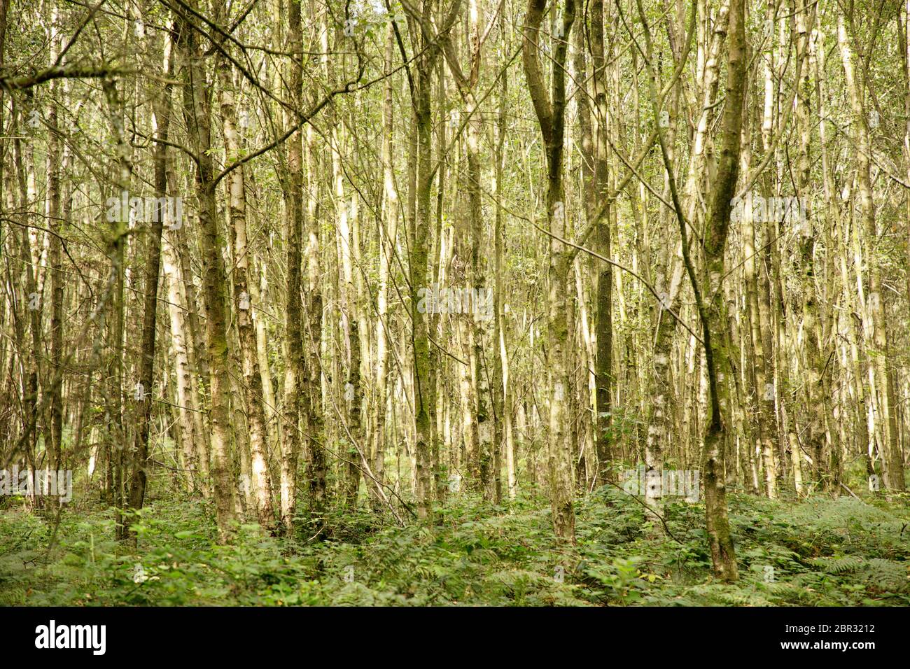 surrey woodland trees with sun light coming through trees Stock Photo ...