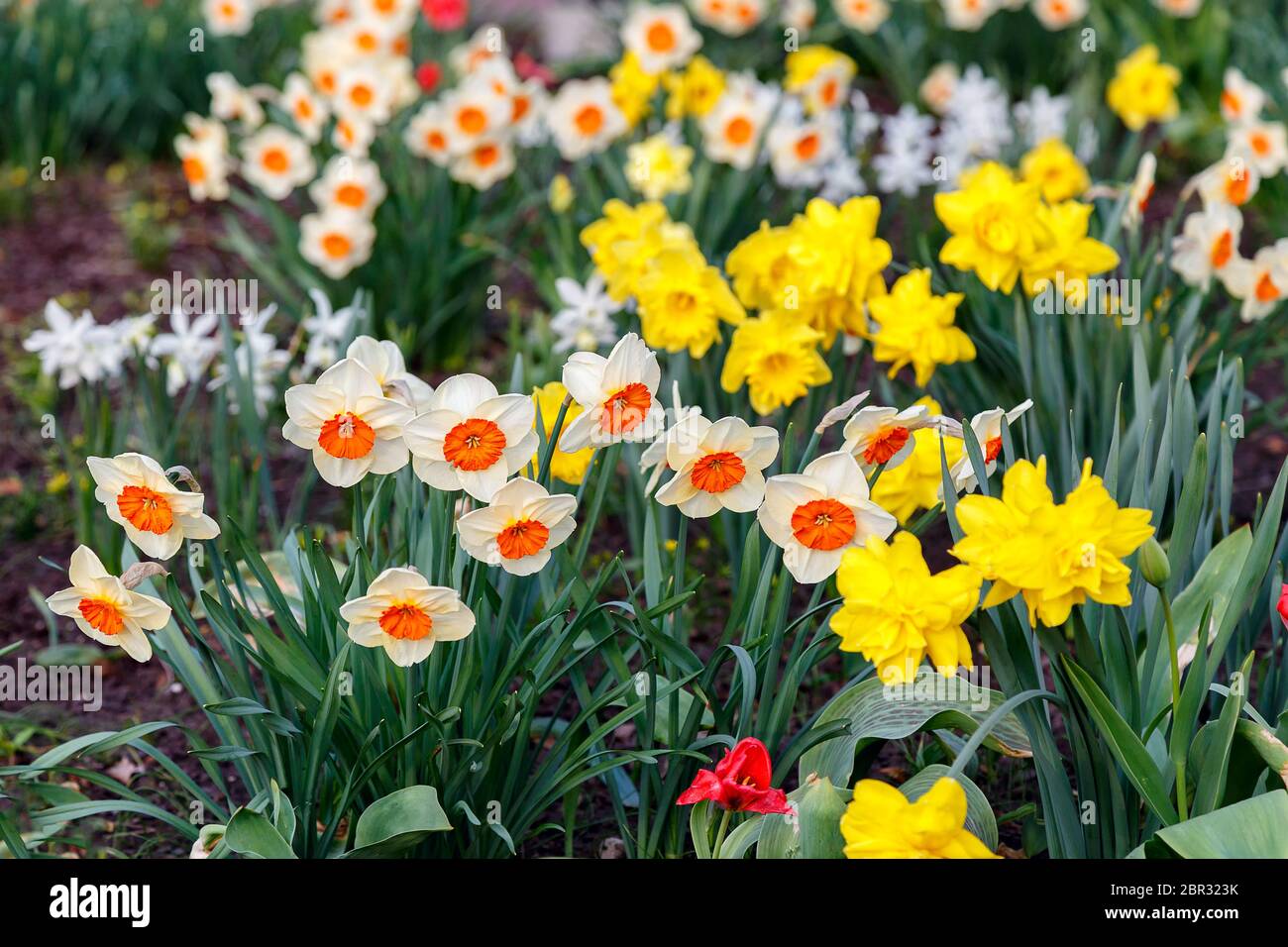 Daffodils on a city bed, spring flowering Stock Photo - Alamy
