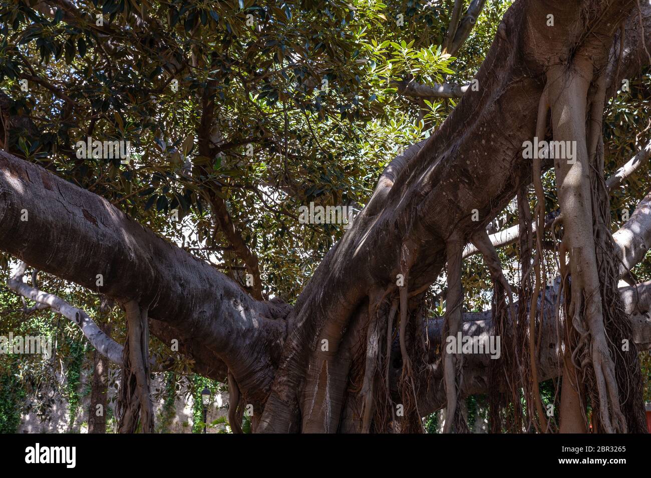 Roots, trunk and branches of the ficus tree in a park in Syracuse ...