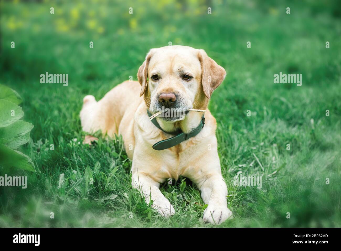 Adorable white labrador retriever with stick lies on the grass ourdoors ...