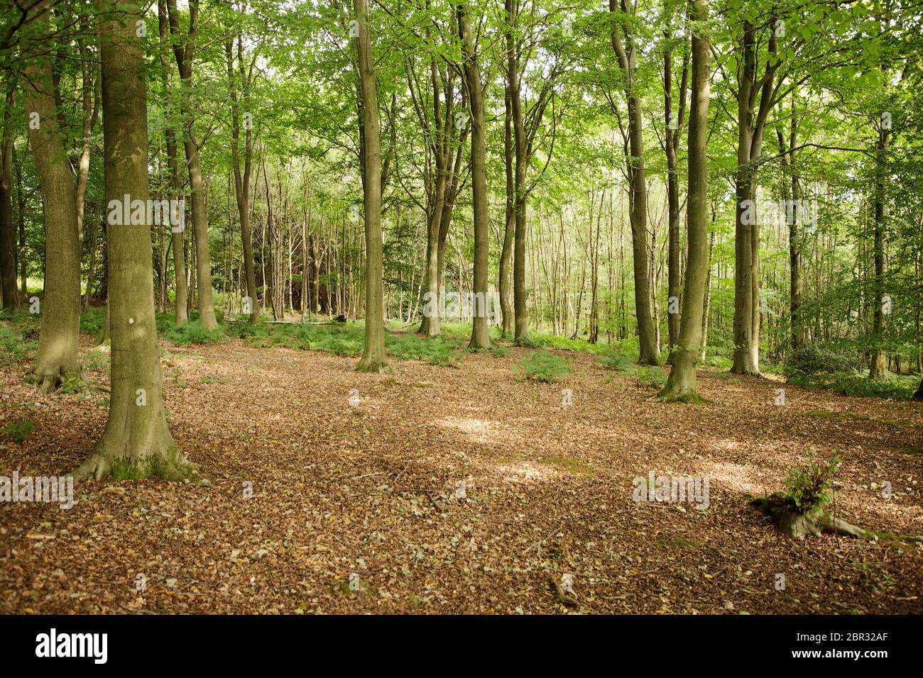 surrey woodland trees with sun light coming through trees Stock Photo ...
