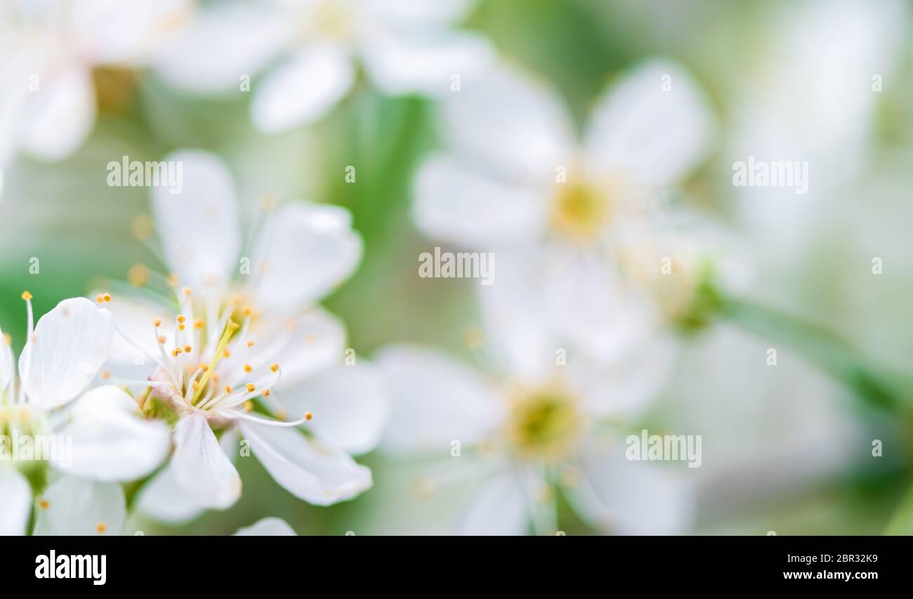 spring background white cherry blossoms with copy space Stock Photo - Alamy