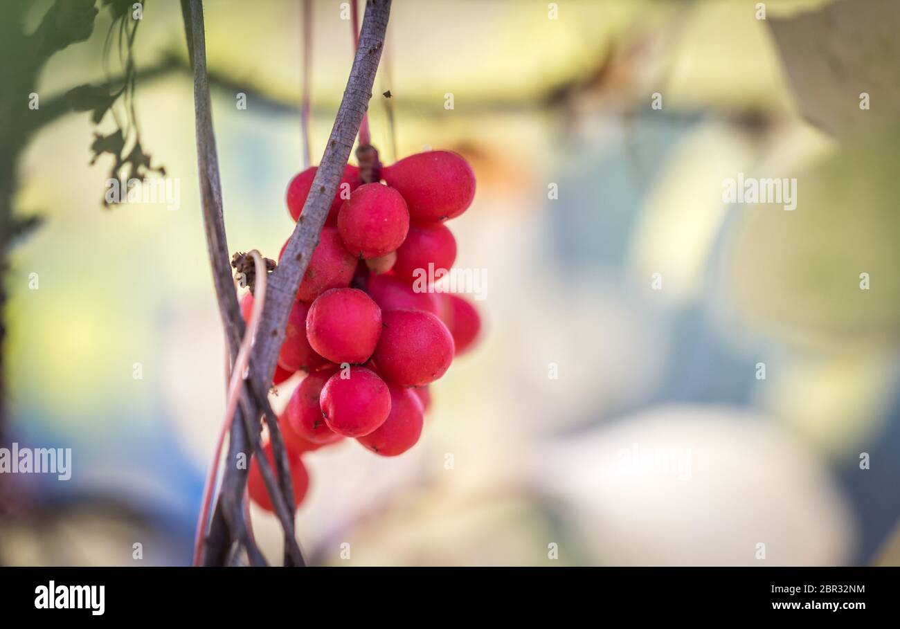 Chinese magnolia vine hi-res stock photography and images - Alamy
