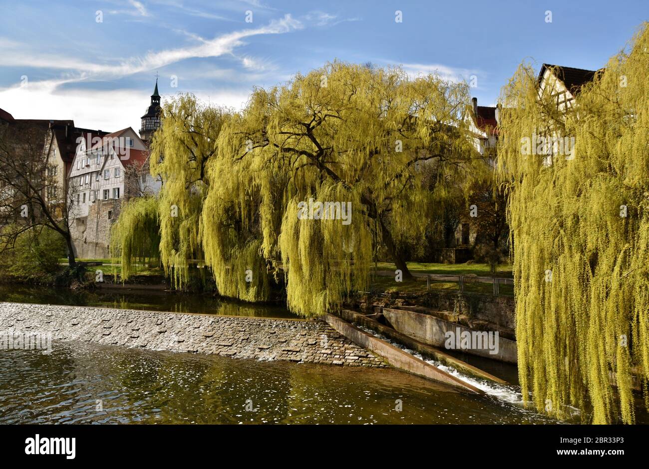 Weeping Willows in Spring Stock Photo - Alamy