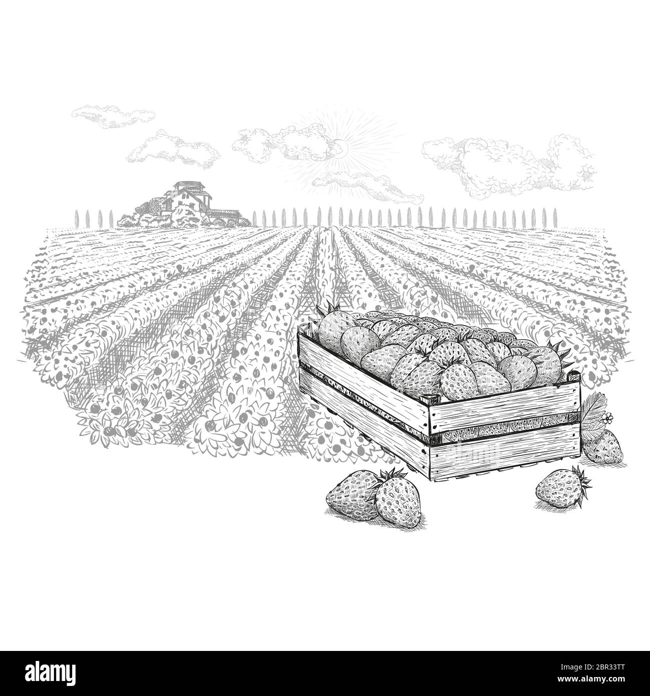 Strawberry berries in wood box beside field and a farm on the horizon ...