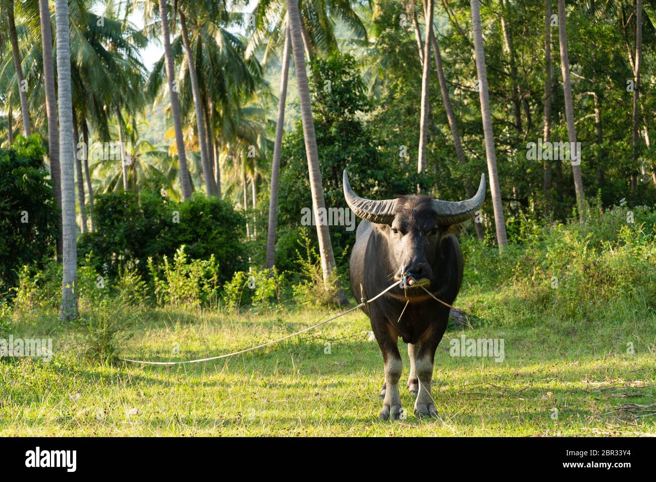 A buffalo with large horns grazes on the lawn in a green tropical ...