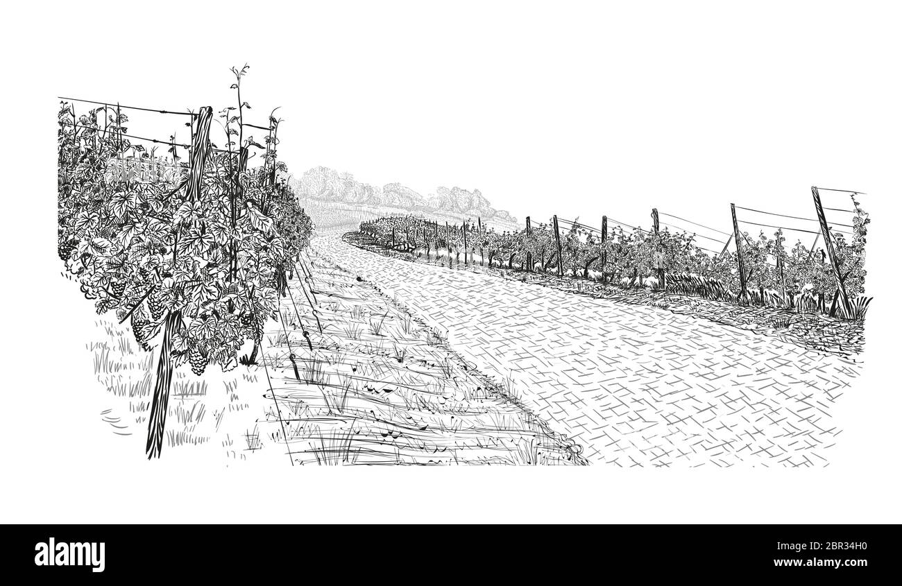 Landscape of vineyard beside stone road with clouds and sun in the sky ...