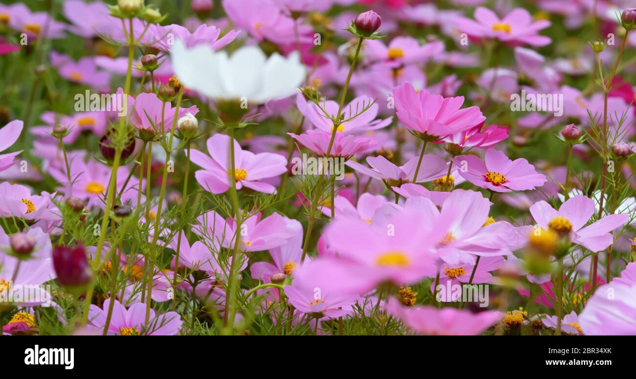 Pink cosmos flower farm Stock Photo - Alamy