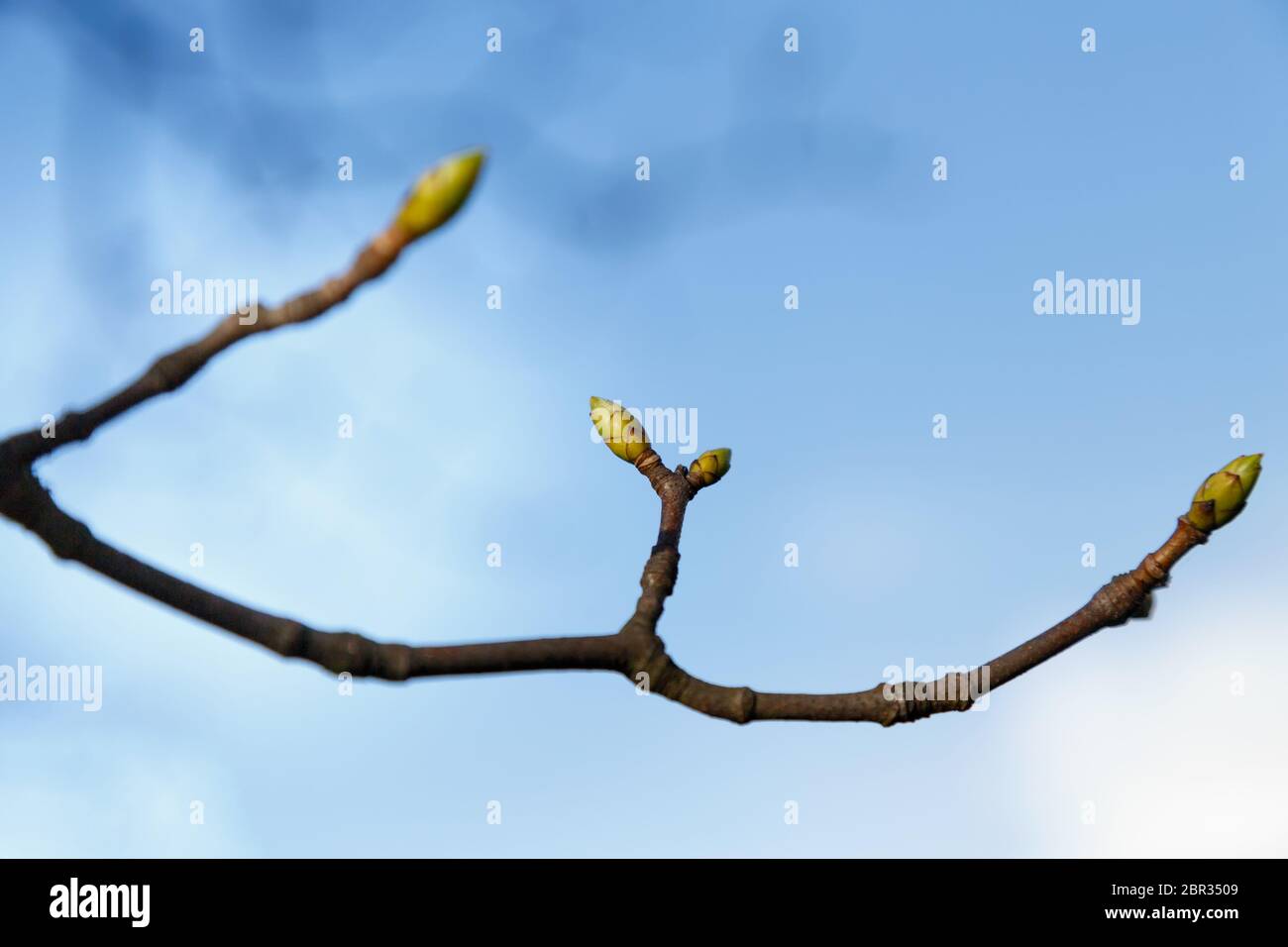Swollen buds of a tree against the background of spring blue sky Stock ...