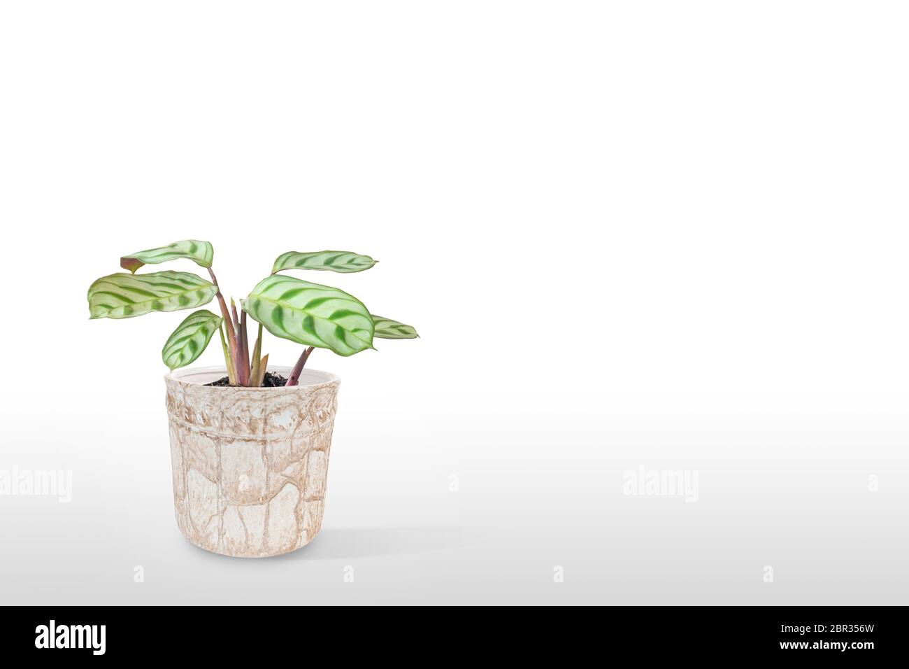 Gorgeous houseplant Maranta in a colorful pot isolated on white ...