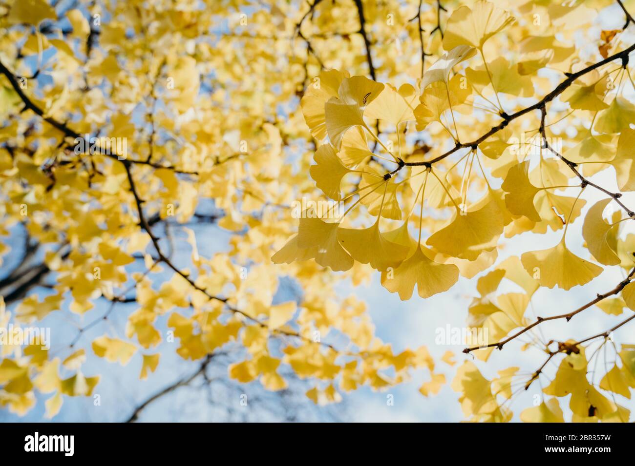 Colourful autumn colours in the Park with sunrise and sunshine in the ...