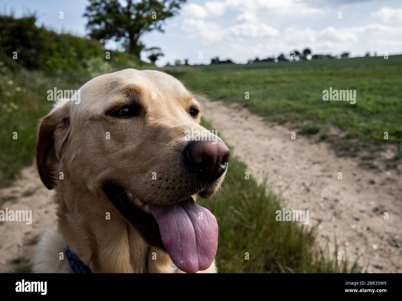 Golden lab retriever hi-res stock photography and images - Alamy
