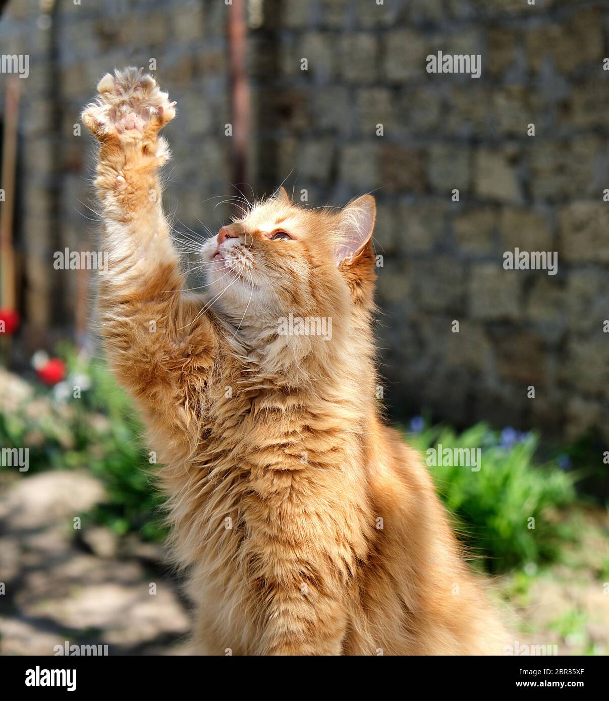 Sitting with one paw raised hi-res stock photography and images - Alamy