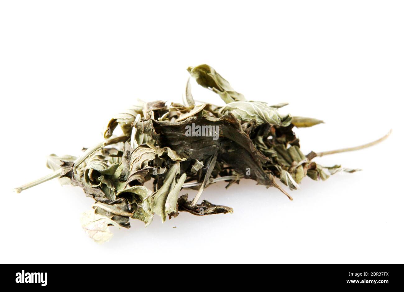 Mentha Is A Genus Of Plants In The Family Lamiaceae (Mint Family Stock ...