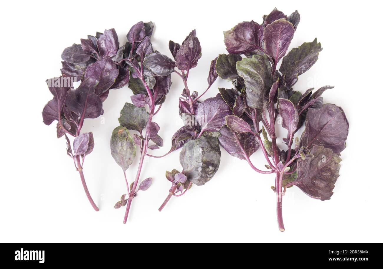 Organic red Basil stalk isolated on white background Stock Photo - Alamy