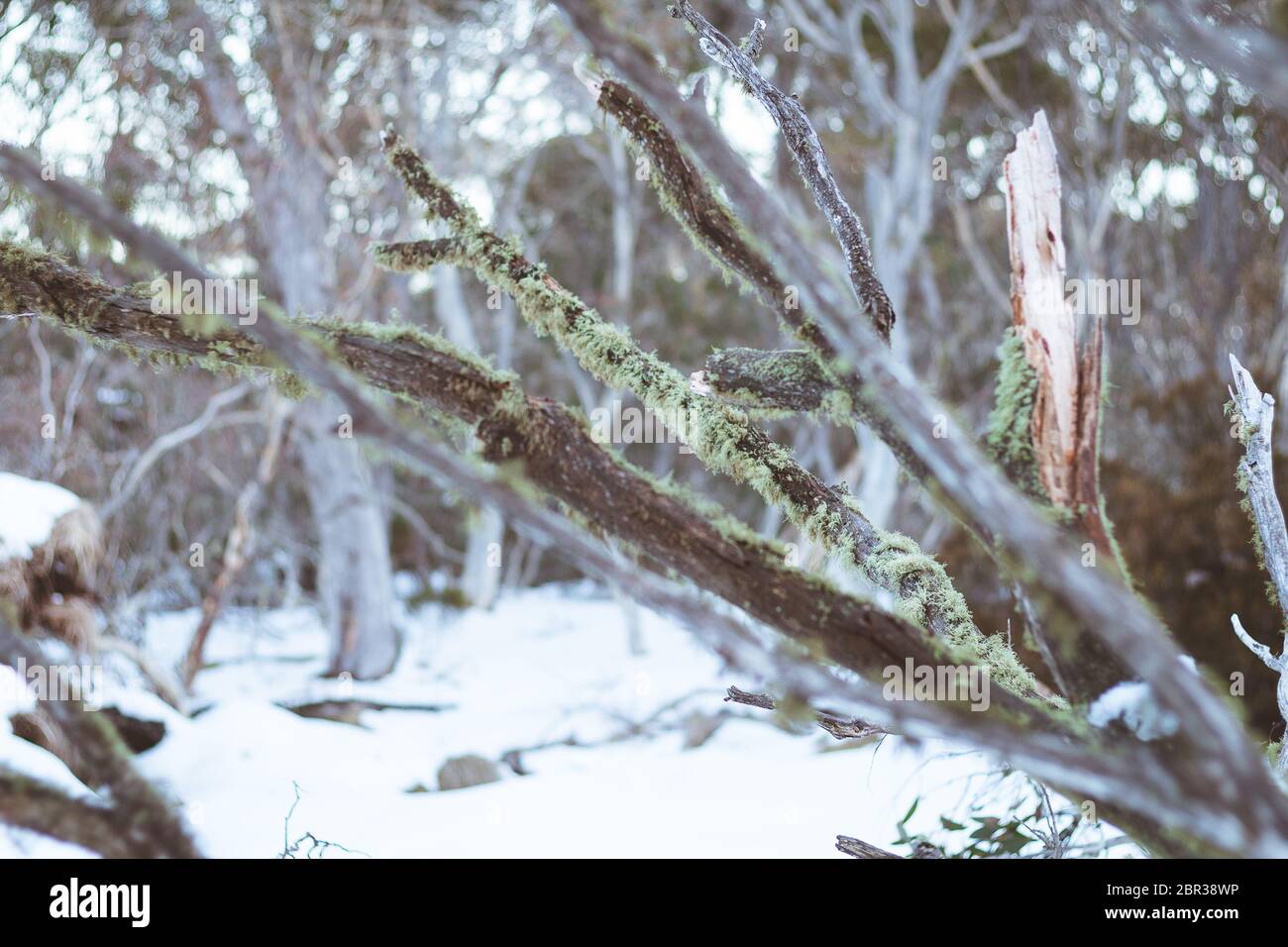 Snow gum tree hi-res stock photography and images - Alamy