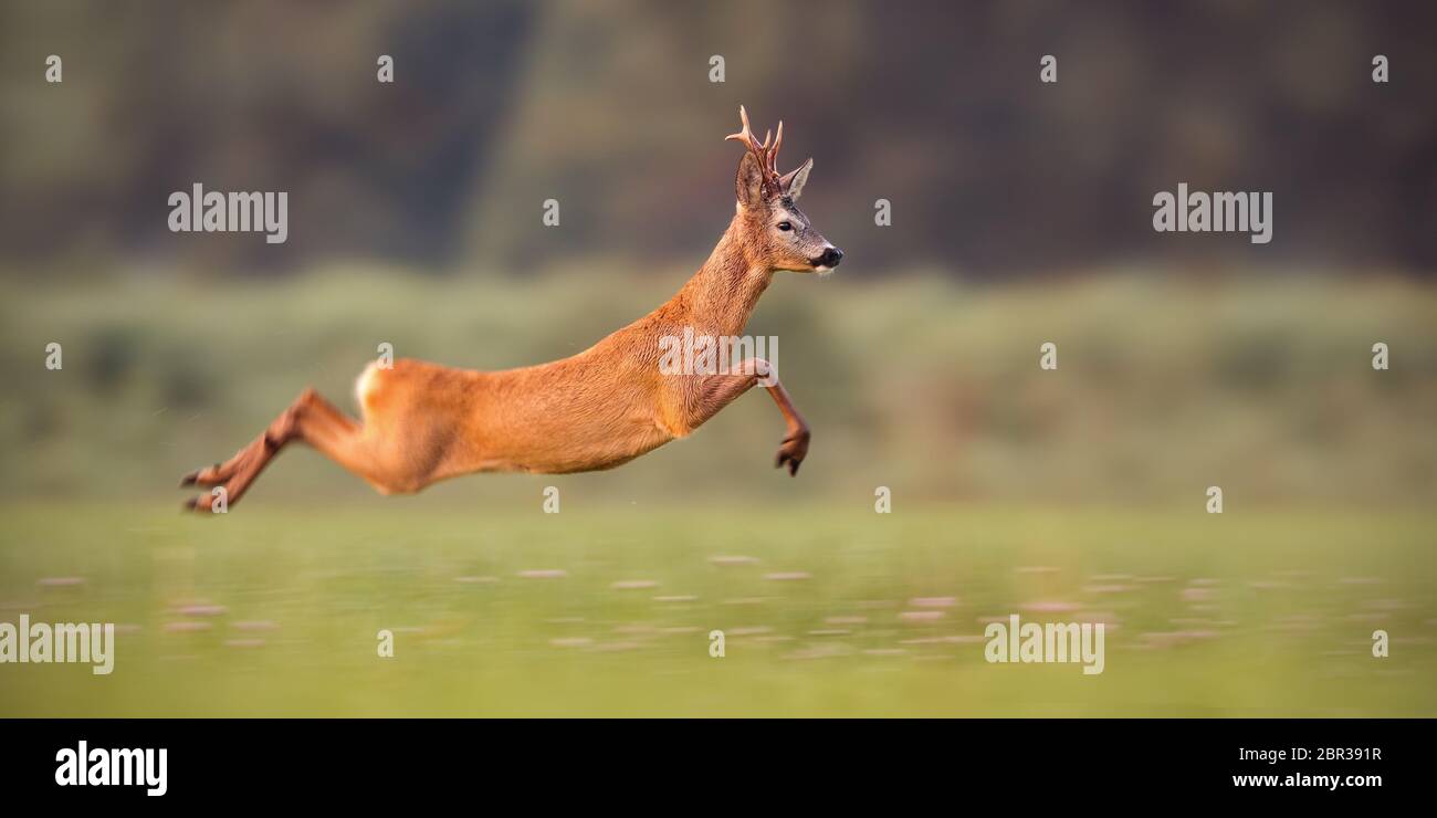 Deerm sprinting hi-res stock photography and images - Alamy