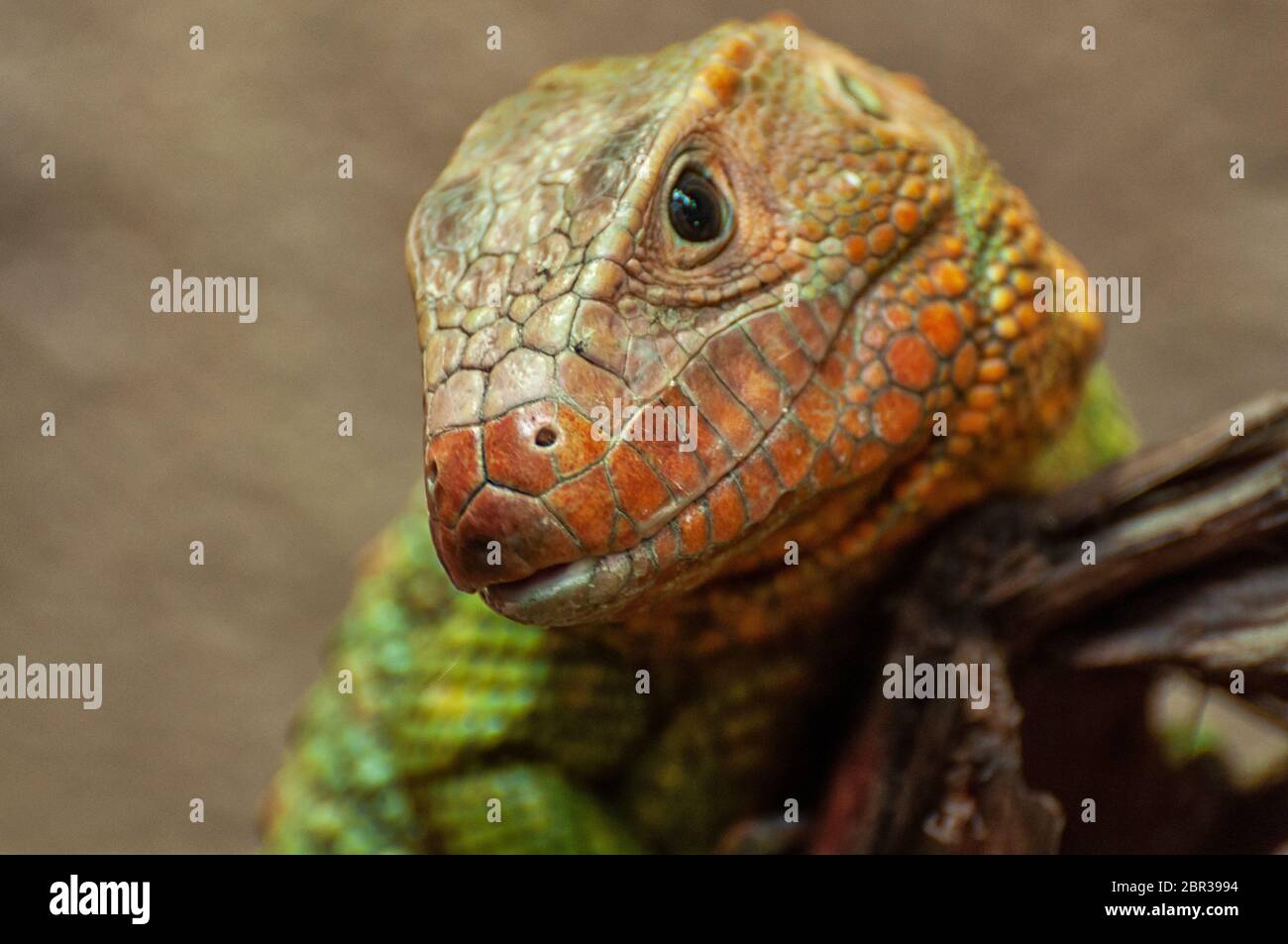 Rail lizards hi-res stock photography and images - Alamy