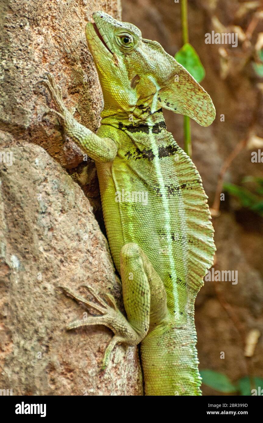 Green striped lizard hi-res stock photography and images - Alamy