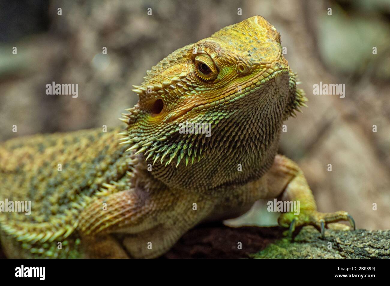 The head of a bearded dragon Stock Photo - Alamy