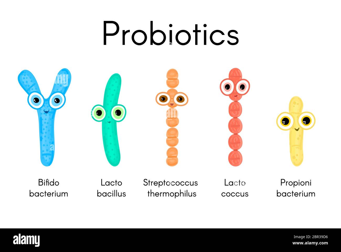 Probiotics Lactic Acid Bacterium Bifidobacterium Lactobacillus