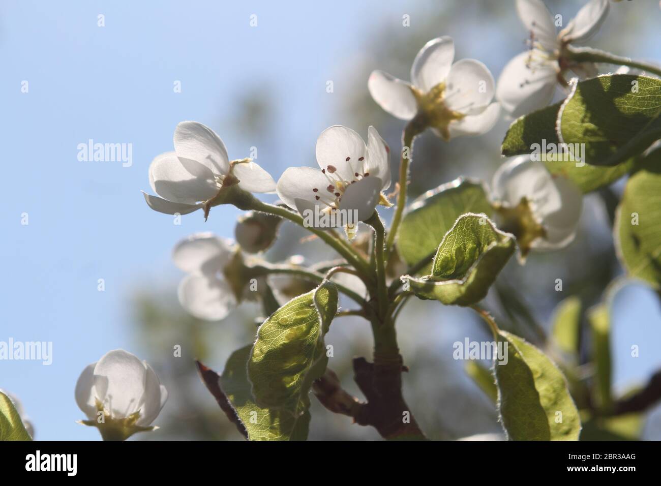 flowers opened at spring Stock Photo - Alamy
