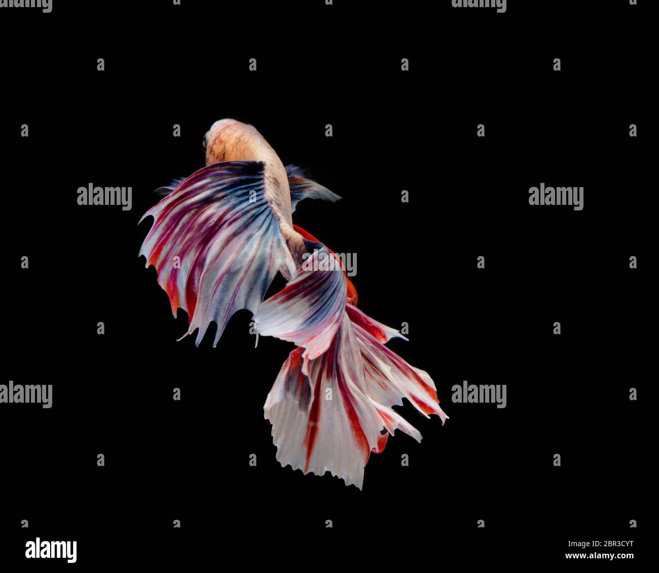 Multi-color betta fish, siamese fighting fish on black background Stock ...