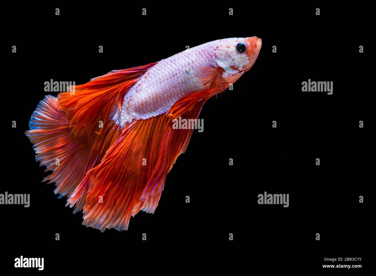 Pink and red betta fish, siamese fighting fish on black background ...