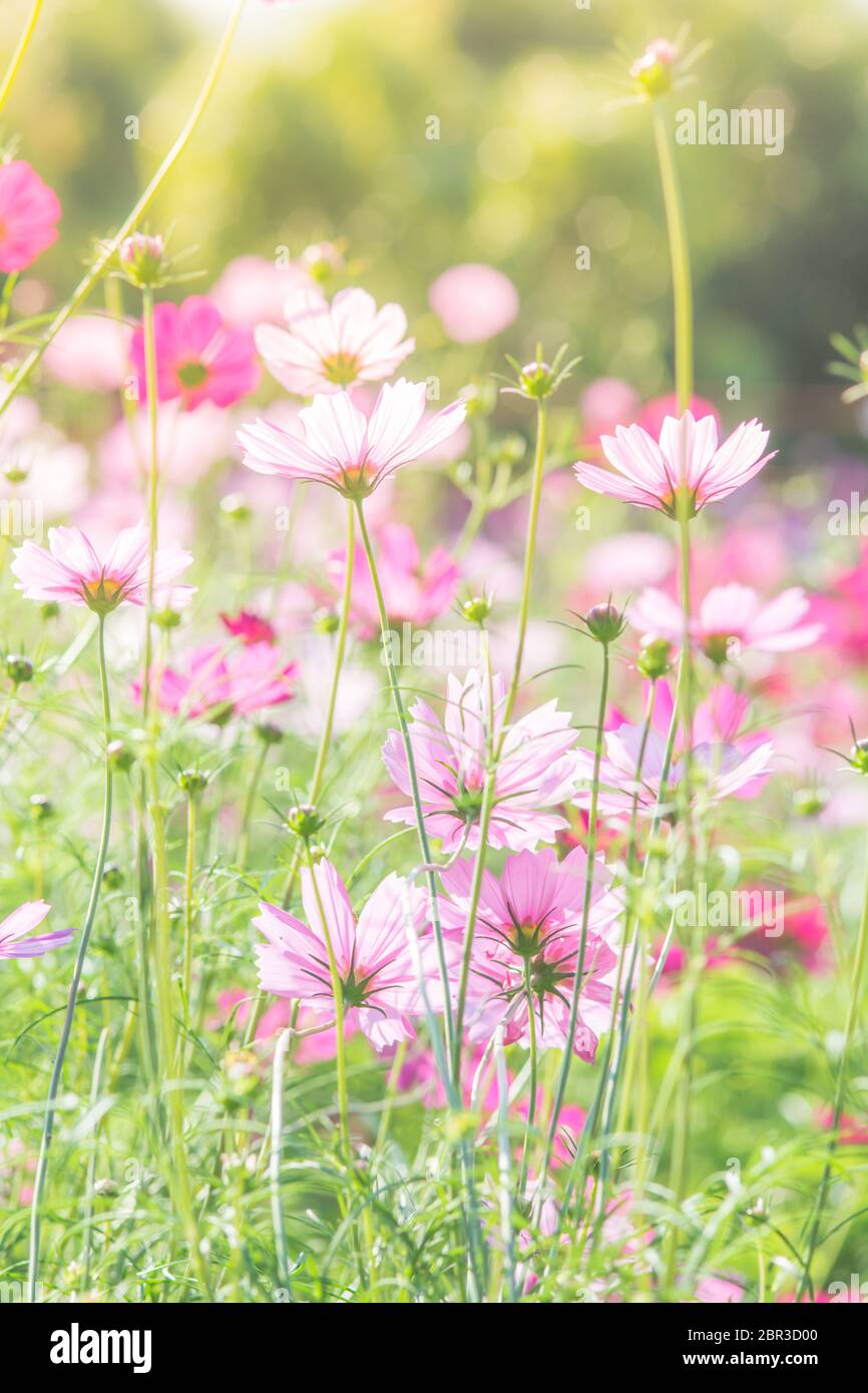 Cosmos flowers in nature, sweet background, blurry flower background ...