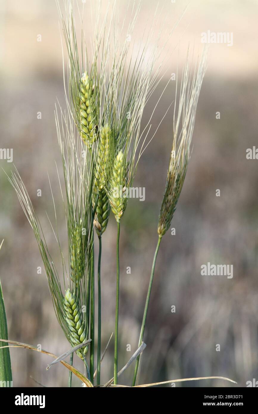 Grain plant hi-res stock photography and images - Alamy