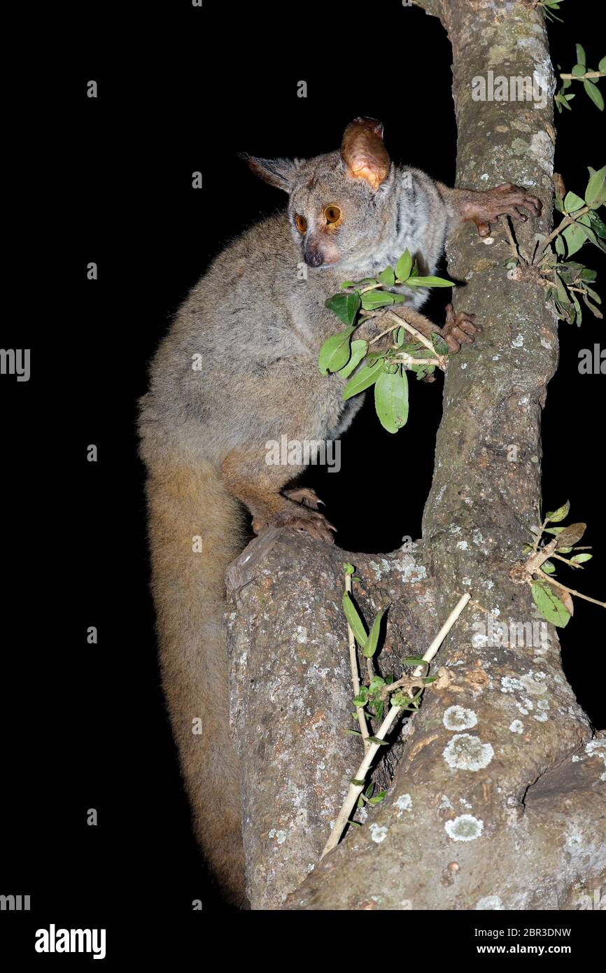 Galago bushbaby hi-res stock photography and images - Alamy