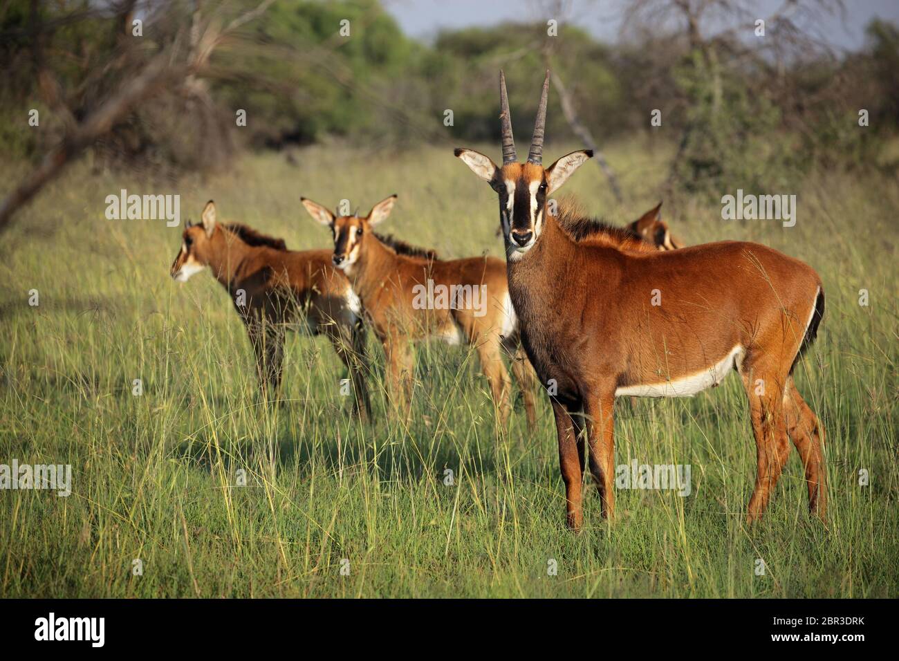A family group of sable antelopes (Hippotragus niger) in natural ...