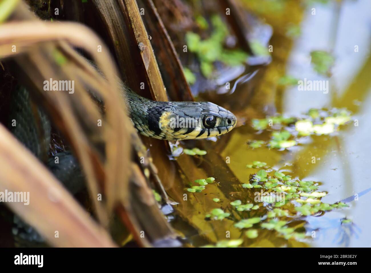 Grass snake - Natrix natrix Stock Photo - Alamy