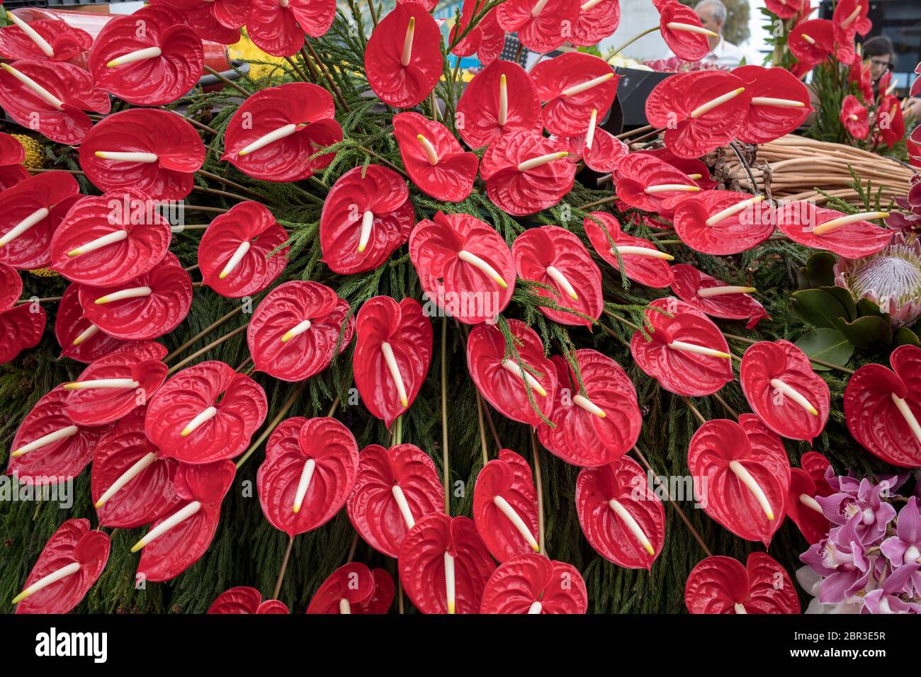 Beauty floristic decoration with a large red anthurium tropical flower ...