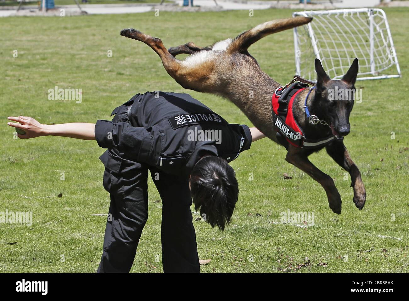 Are Police Dogs Actually Trained